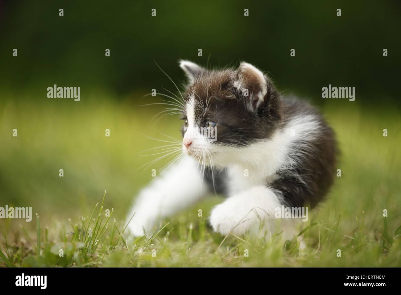 Cute kittens walking hi-res stock photography and images - Alamy