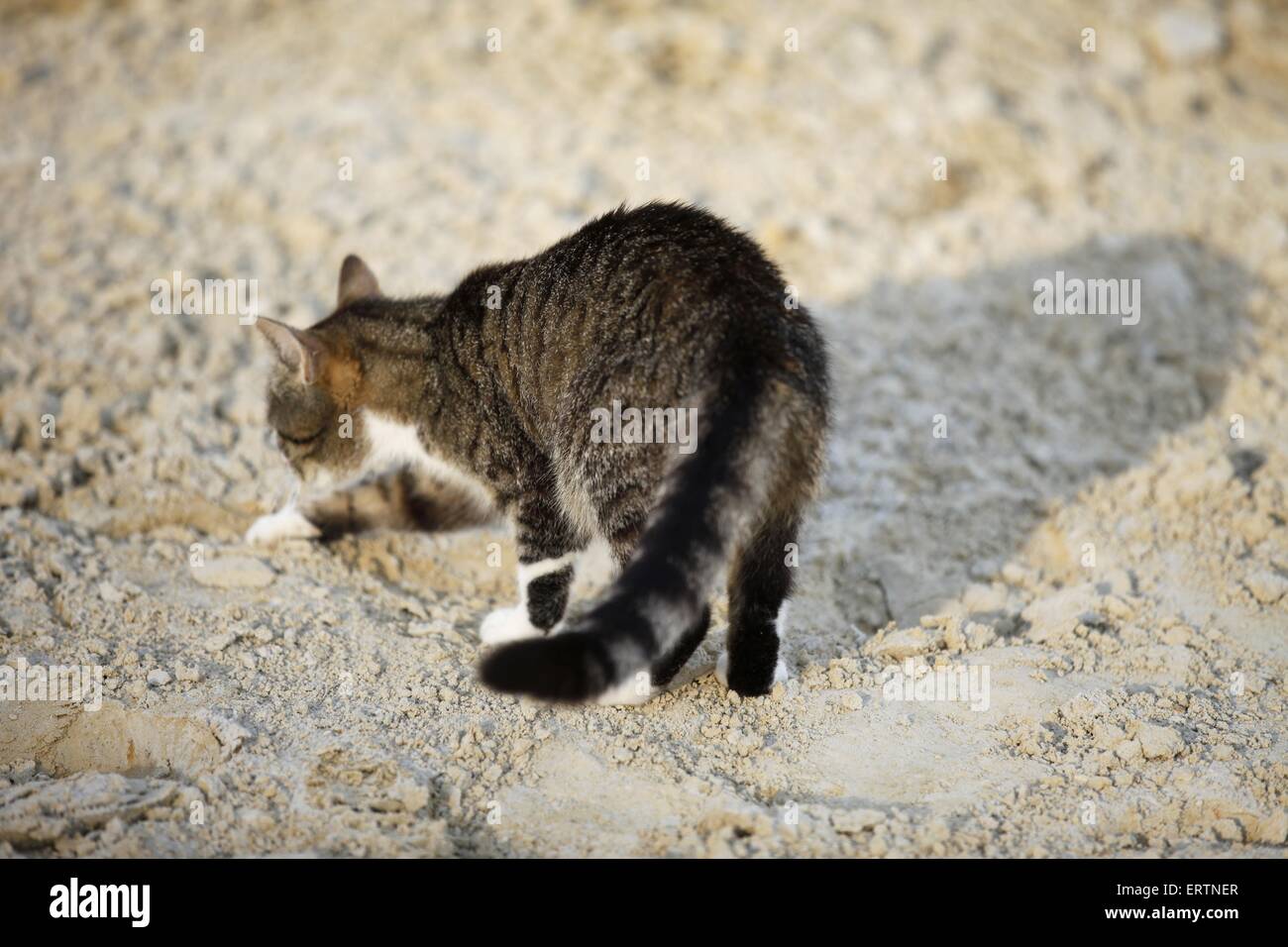 Sand cat burrow hi-res stock photography and images - Alamy