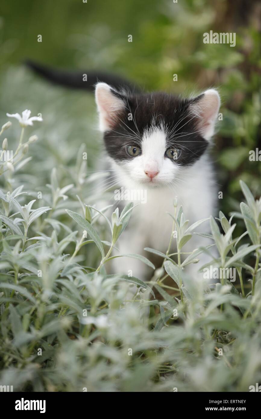 Black male kitten hi-res stock photography and images - Alamy