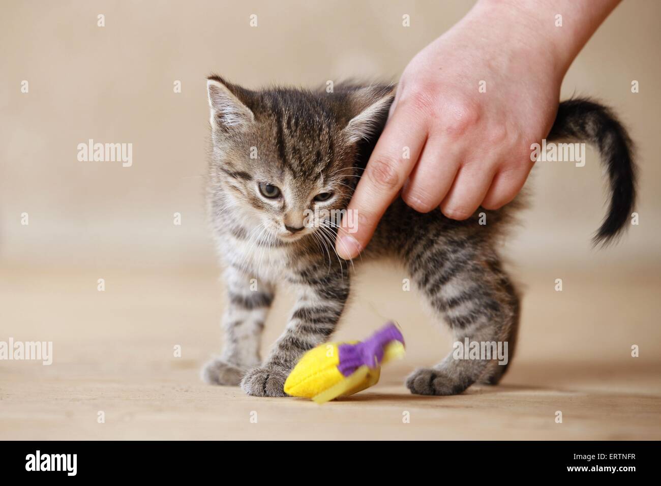 Baby kitten inside wooden hi-res stock photography and images - Alamy