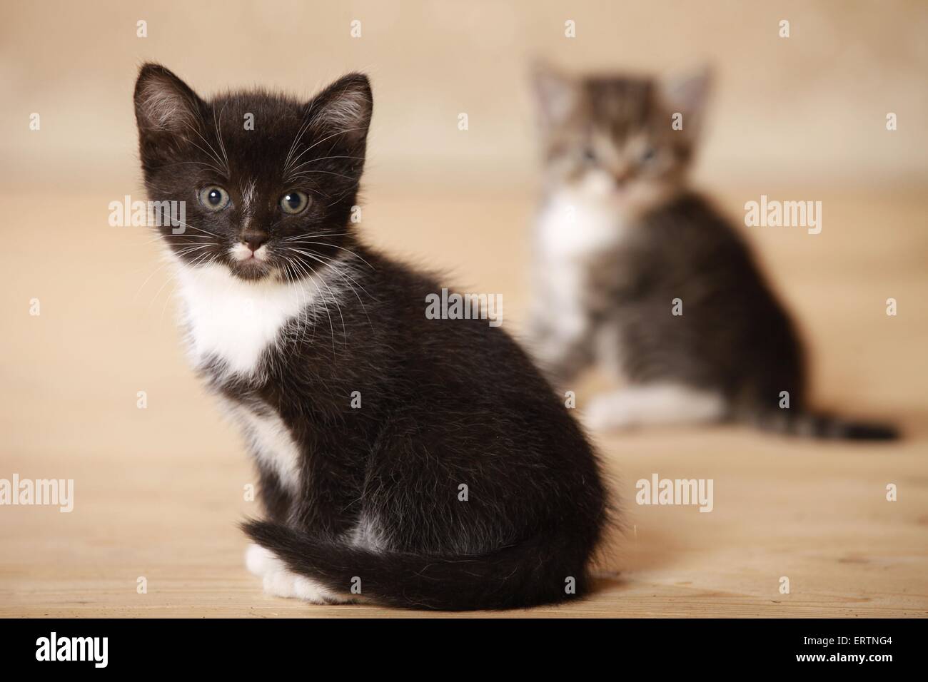 Baby kitten inside wooden hi-res stock photography and images - Alamy