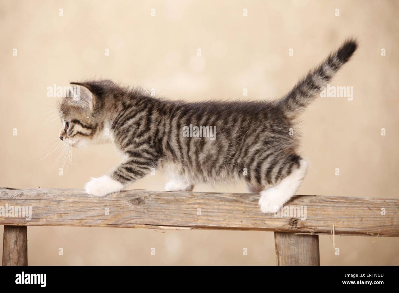 Black cat walking side view hi-res stock photography and images - Alamy