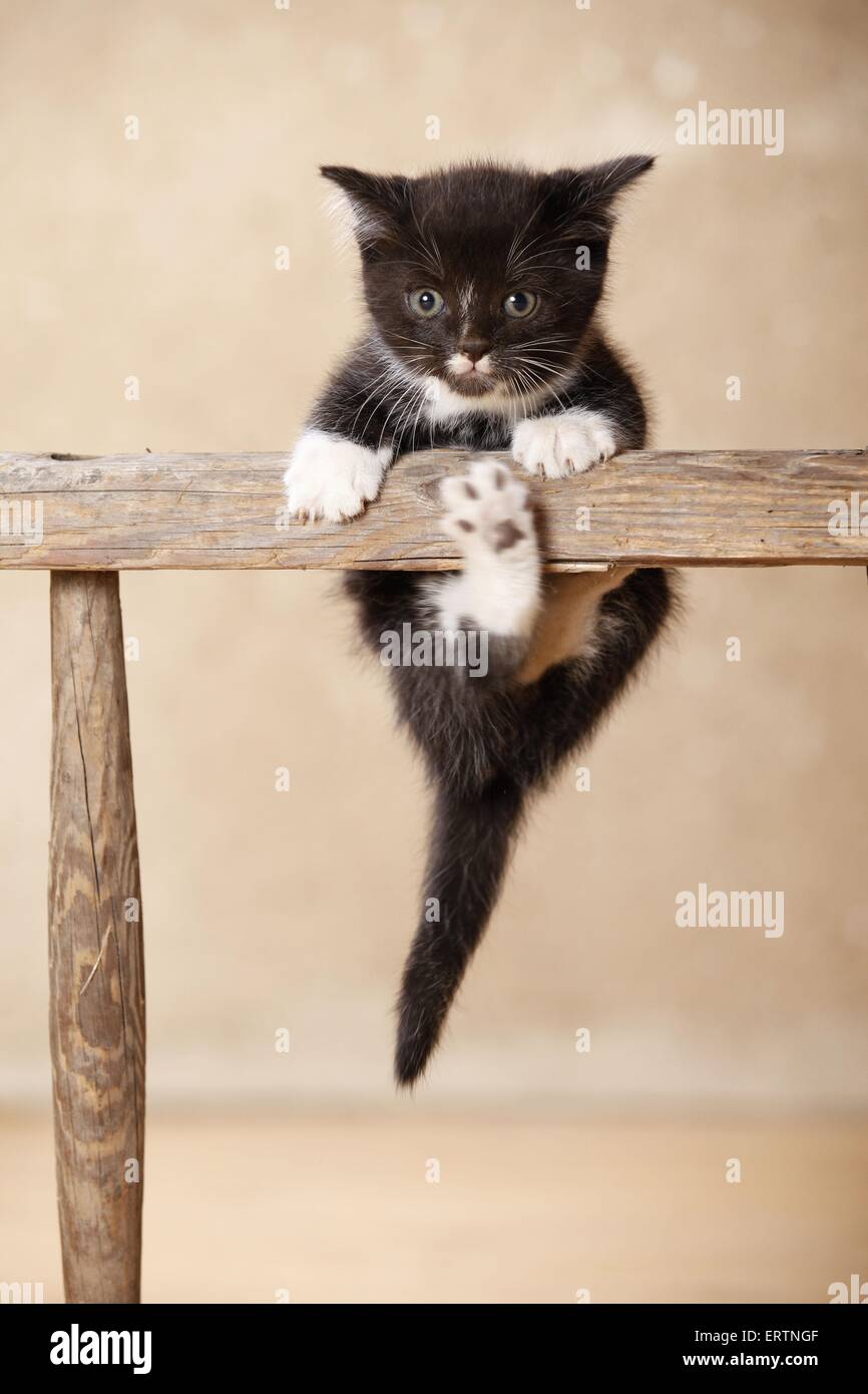 Kittens climbing hi-res stock photography and images - Alamy