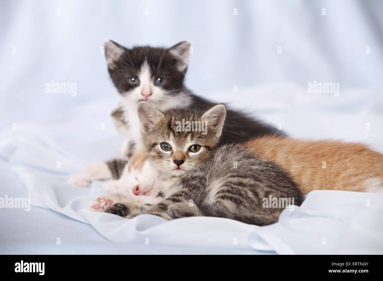 Three cute kittens hi-res stock photography and images - Alamy