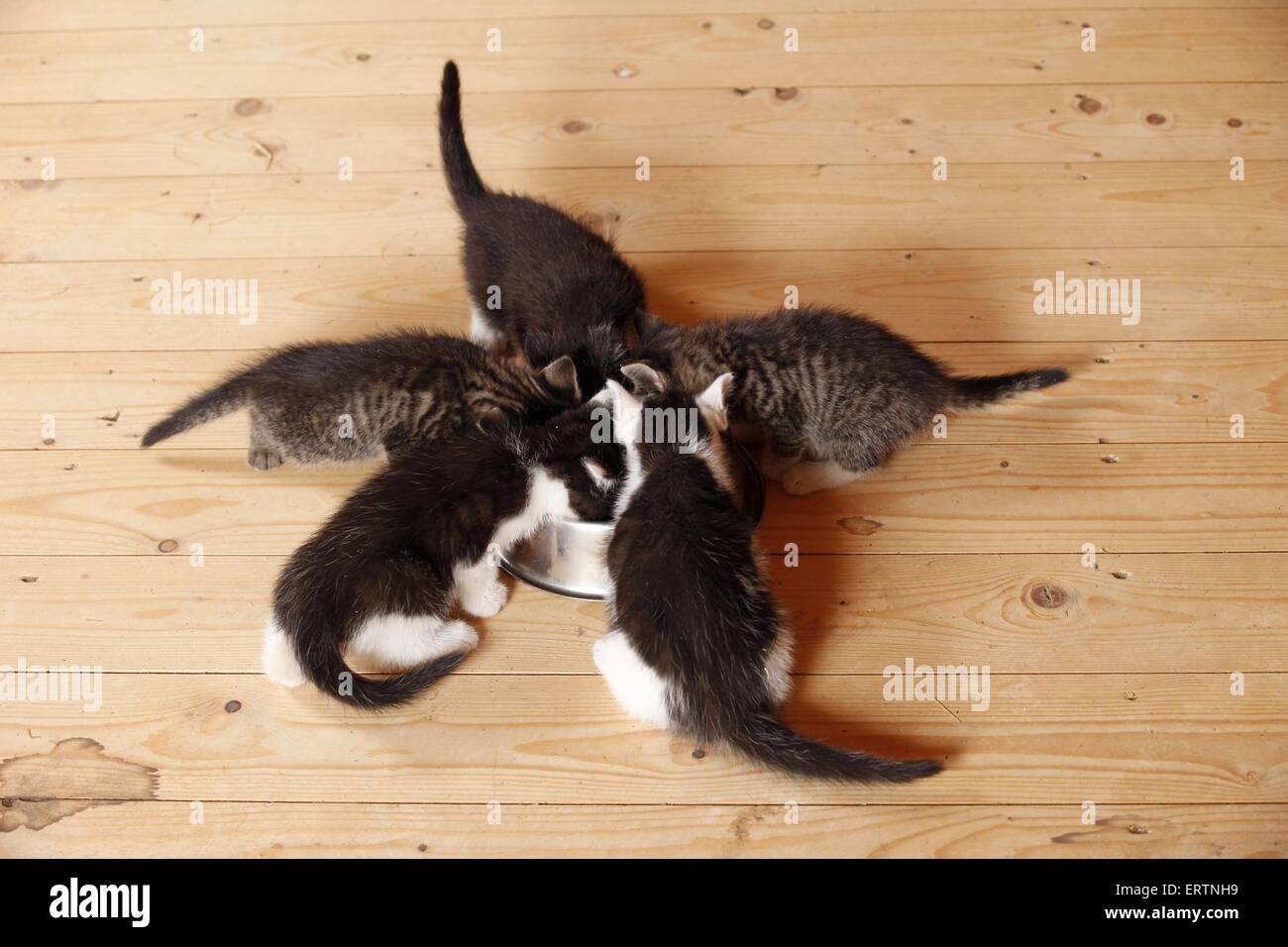 Kitten behavior hi-res stock photography and images - Alamy