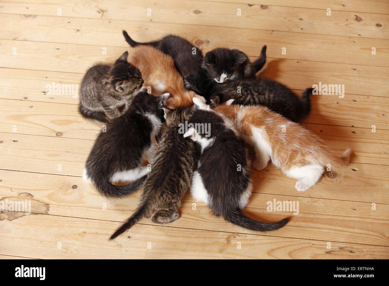 Cat from above eating hi-res stock photography and images - Alamy