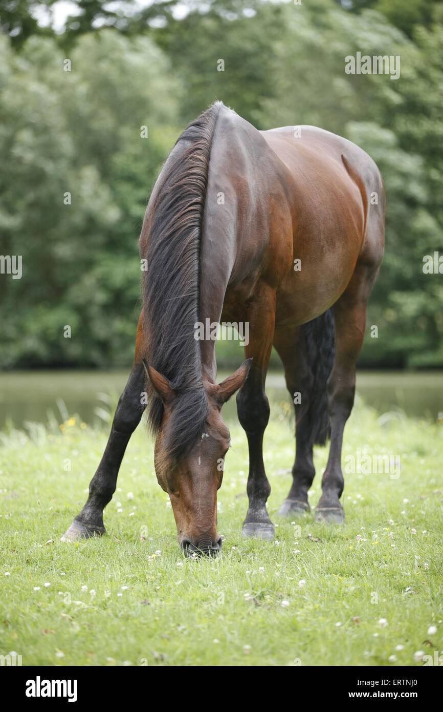 browsing english thoroughbred Stock Photo - Alamy