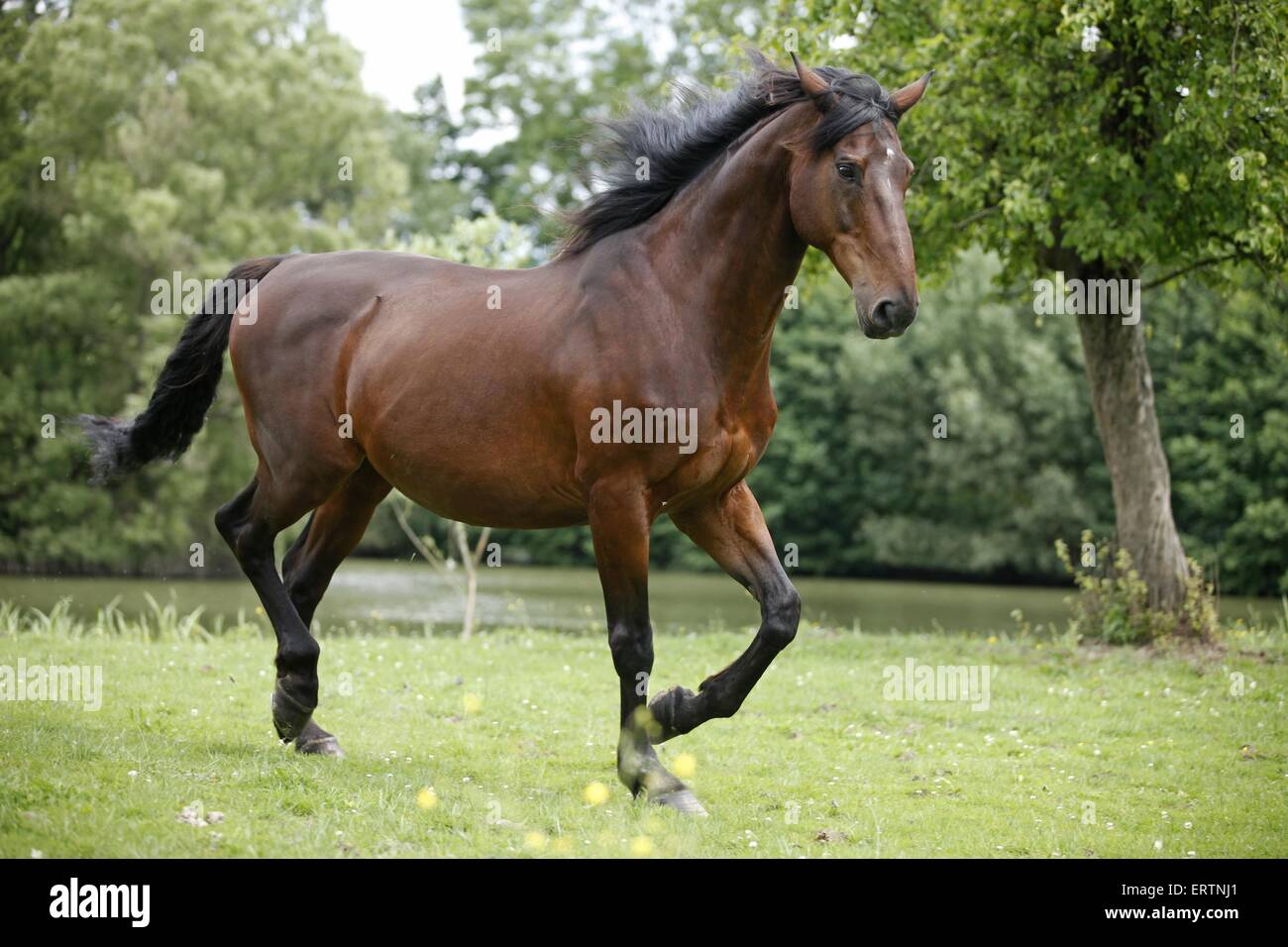 trotting english thoroughbred Stock Photo - Alamy