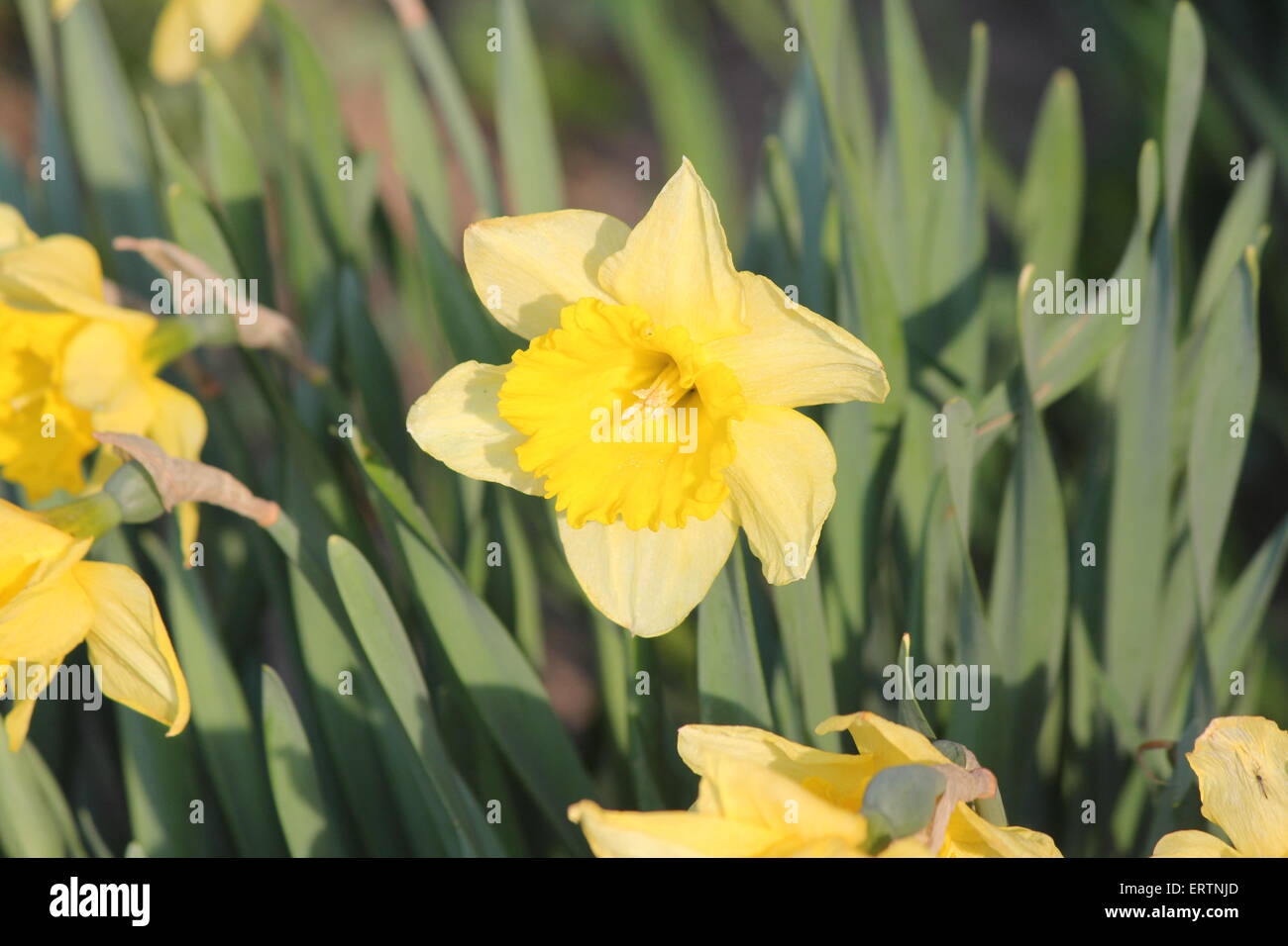 Bright yellow daffodils growing in a small garden in the early spring ...