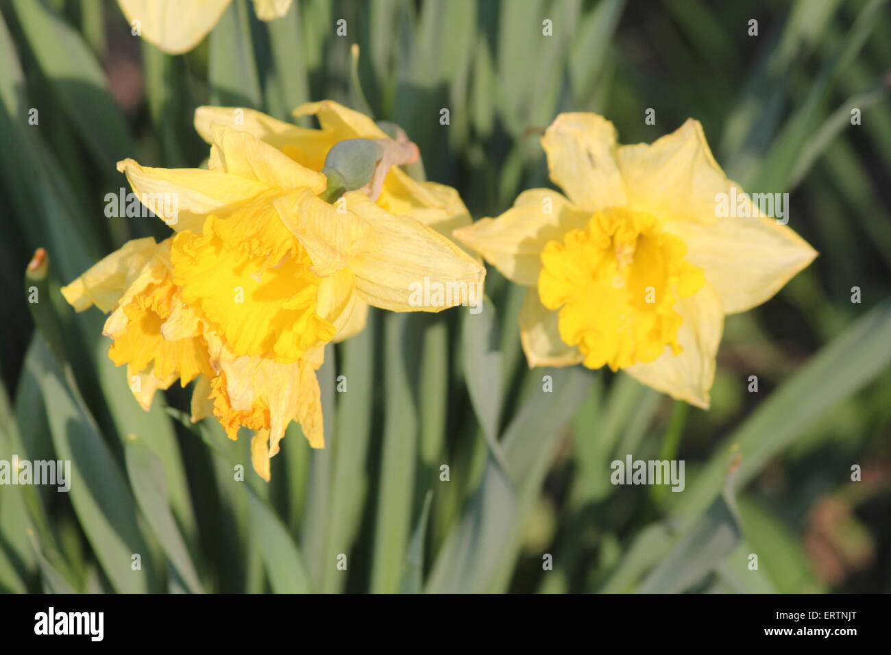 Bright yellow daffodils growing in a small garden in the early spring ...