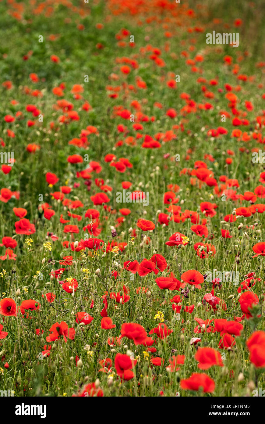Field of poppy flowers Stock Photo - Alamy