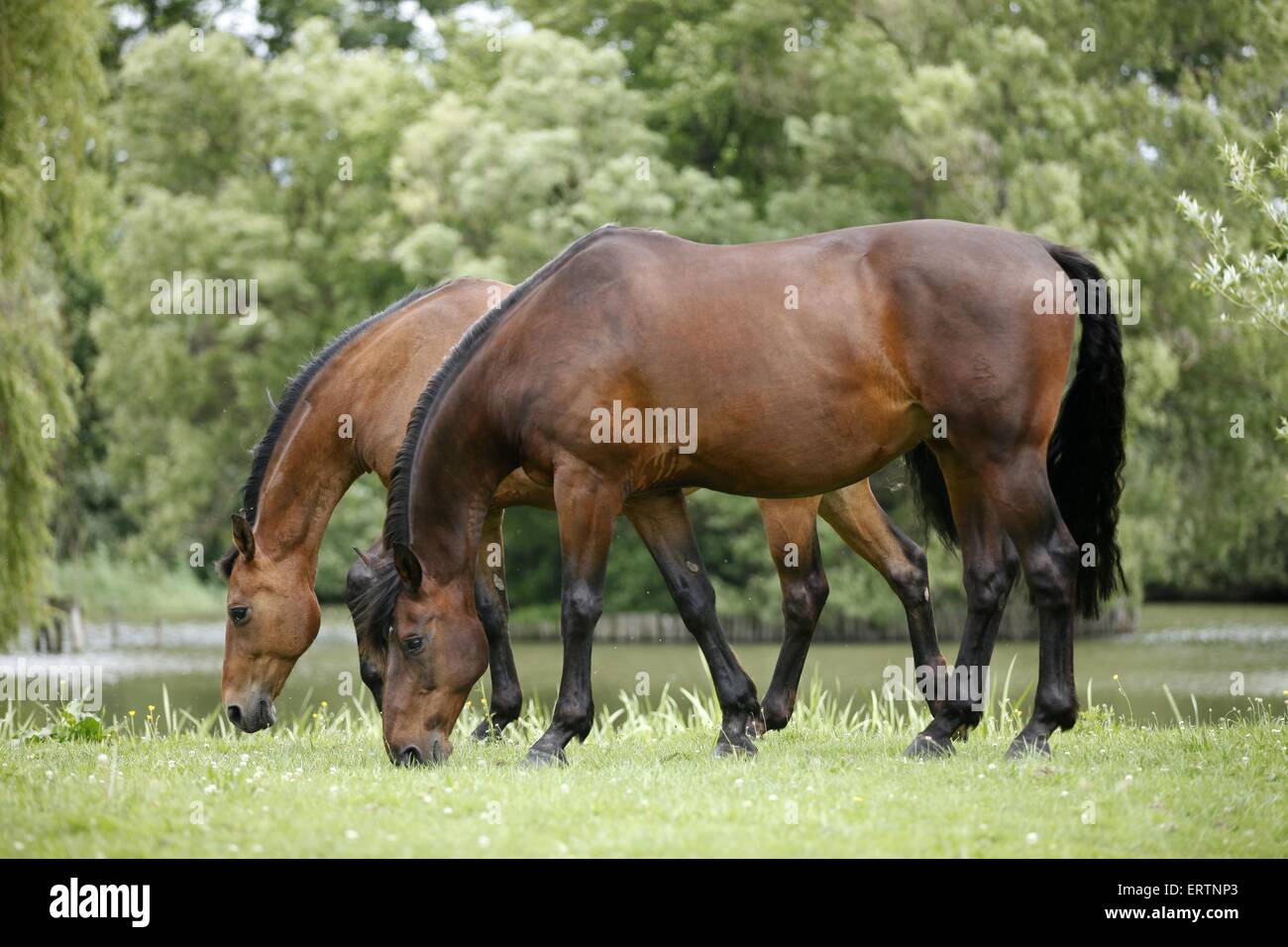 English blood horse hi-res stock photography and images - Alamy
