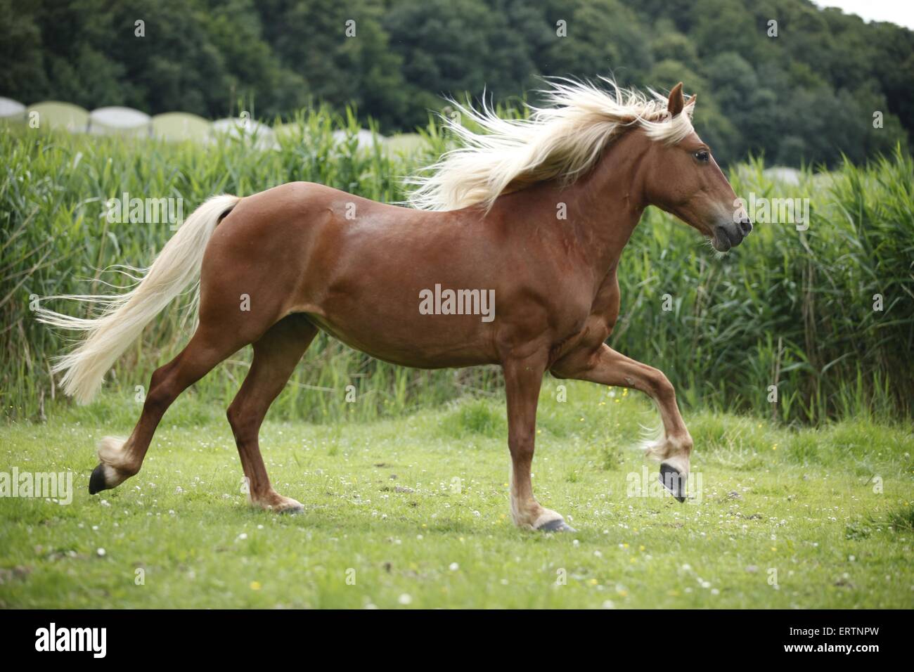 Haflinger cross hi-res stock photography and images - Alamy