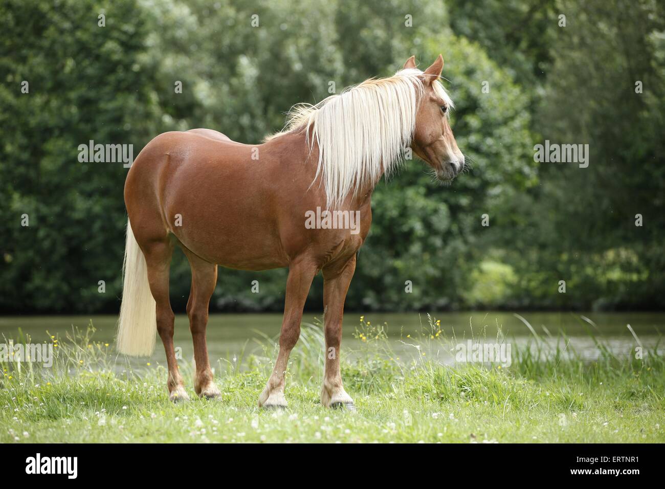 Haflinger cross hi-res stock photography and images - Alamy