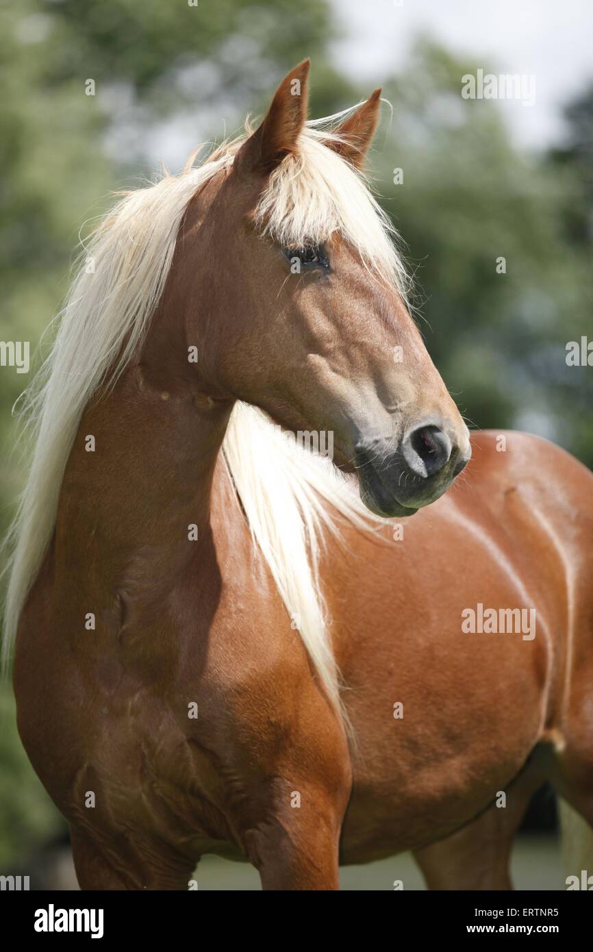 Haflinger cross hi-res stock photography and images - Alamy