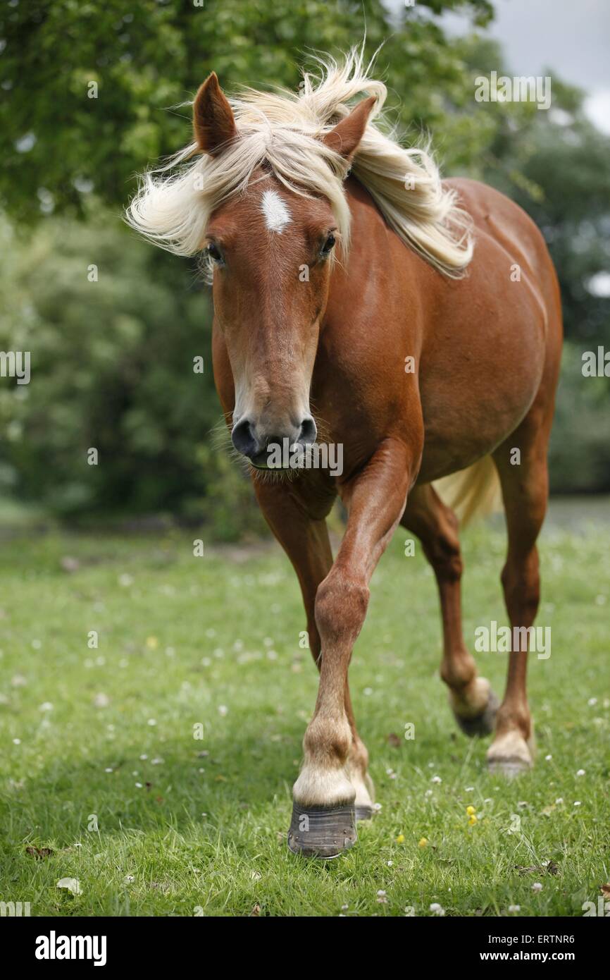 Haflinger cross hi-res stock photography and images - Alamy