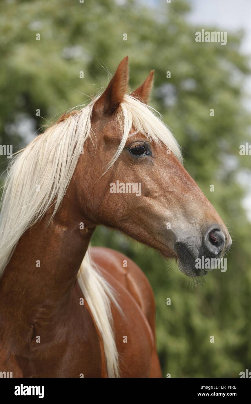 Haflinger cross hi-res stock photography and images - Alamy
