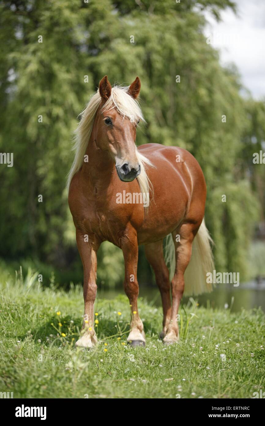 Haflinger cross hi-res stock photography and images - Alamy
