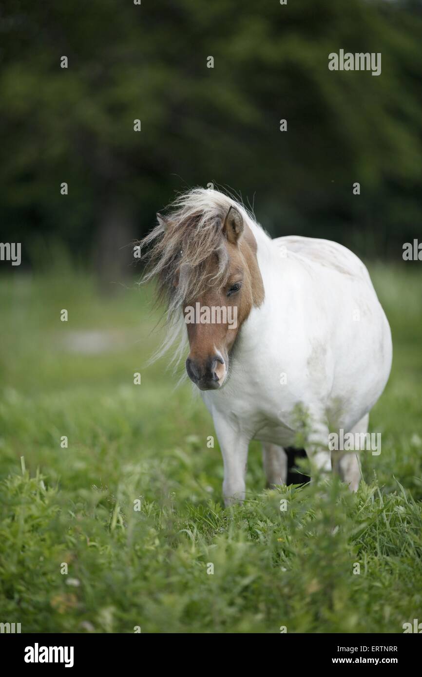 Brown white miniature shetland pony hi-res stock photography and images ...