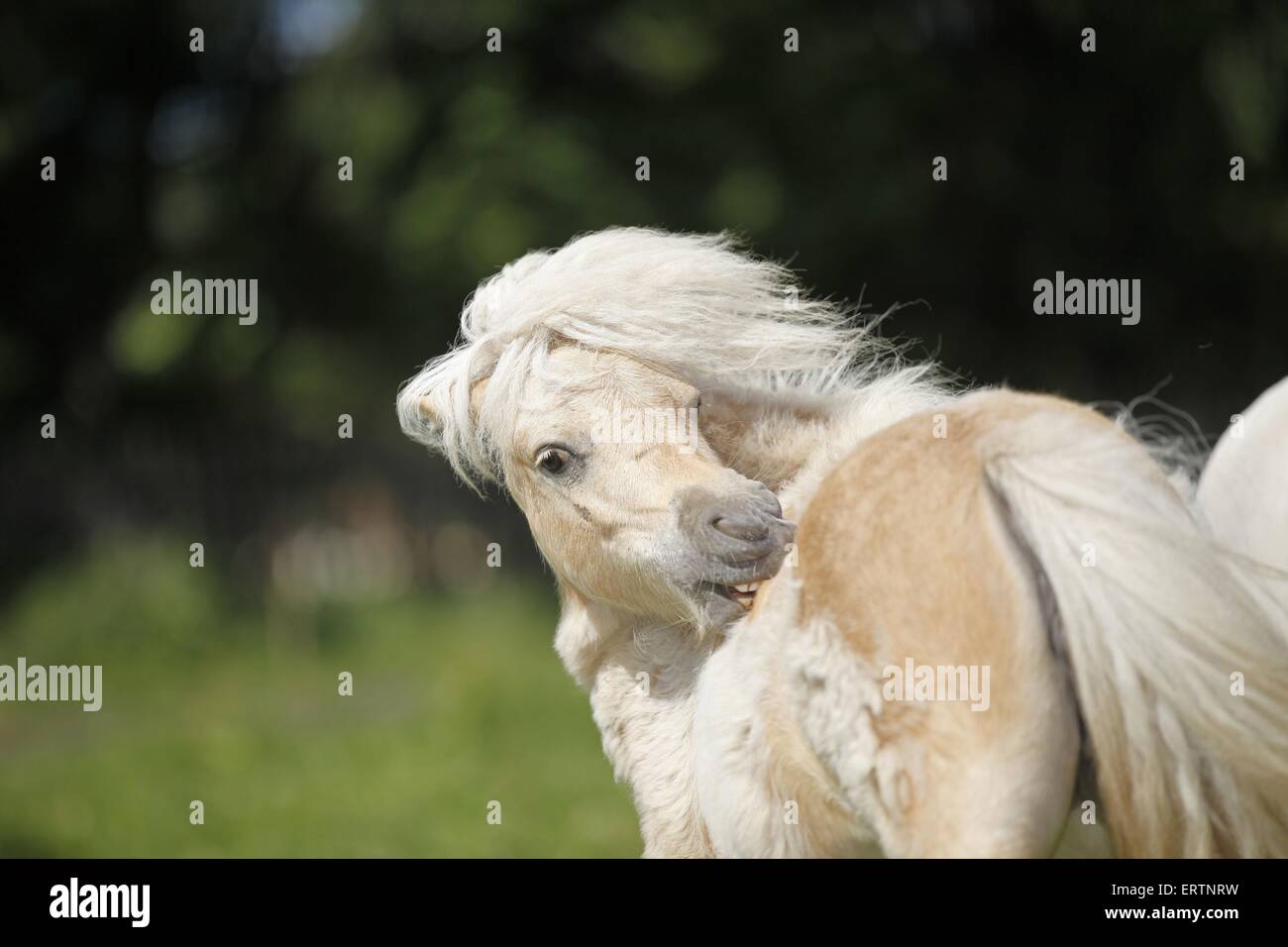 Palomino shetland pony hi-res stock photography and images - Alamy