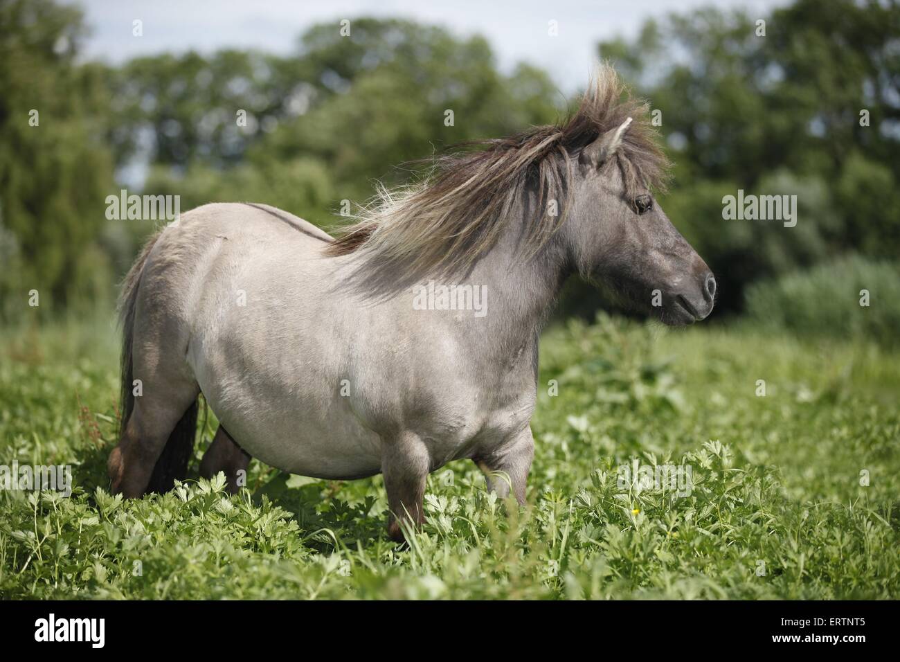 Mini Shetland Pony Stock Photo - Alamy