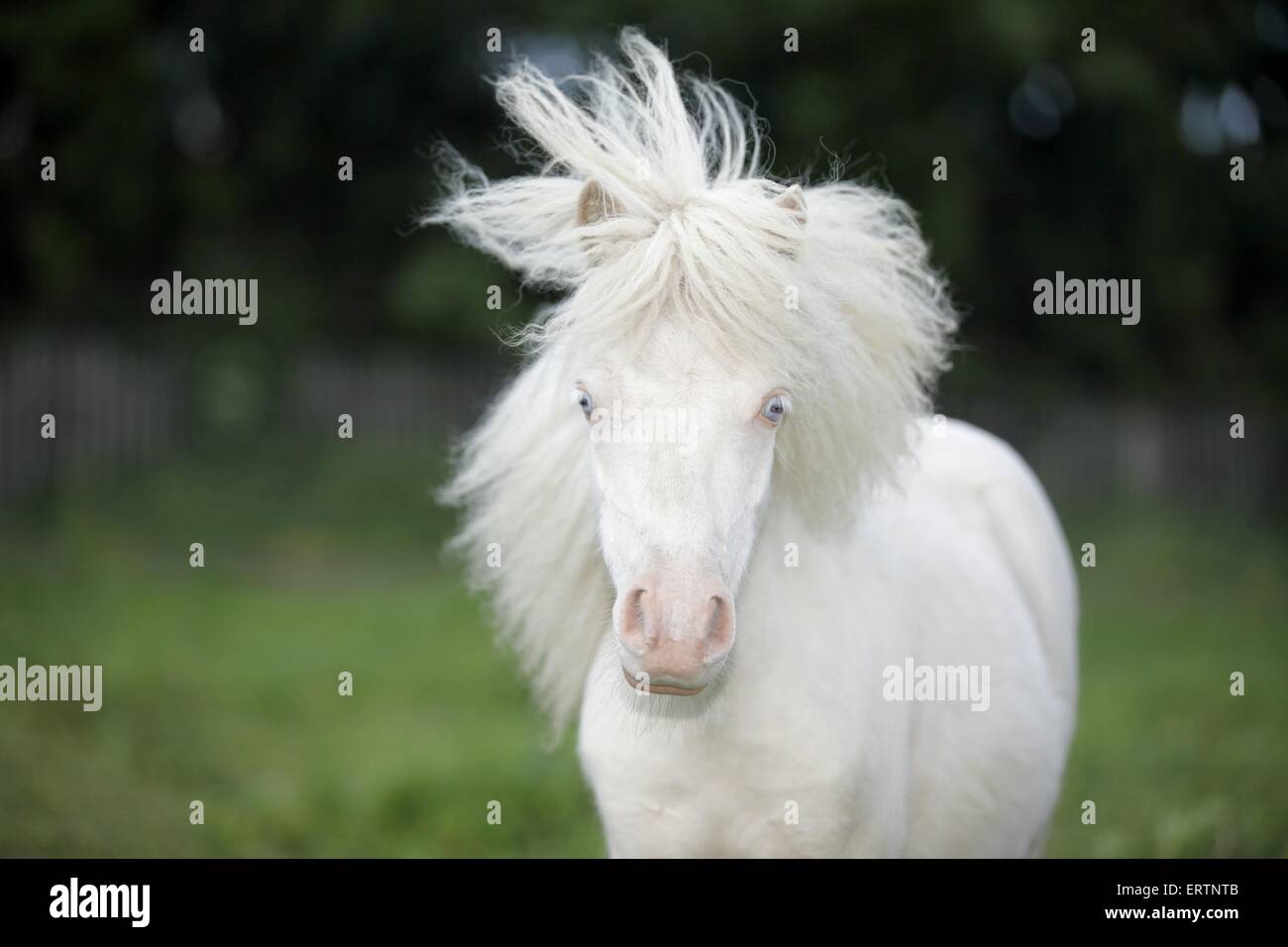 Grey shetland pony hi-res stock photography and images - Alamy