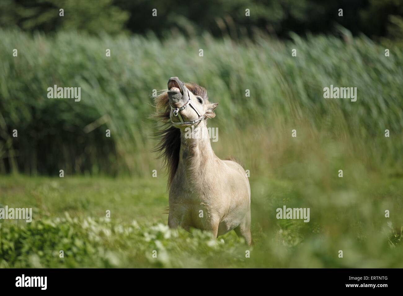 Mini stallion hi-res stock photography and images - Alamy