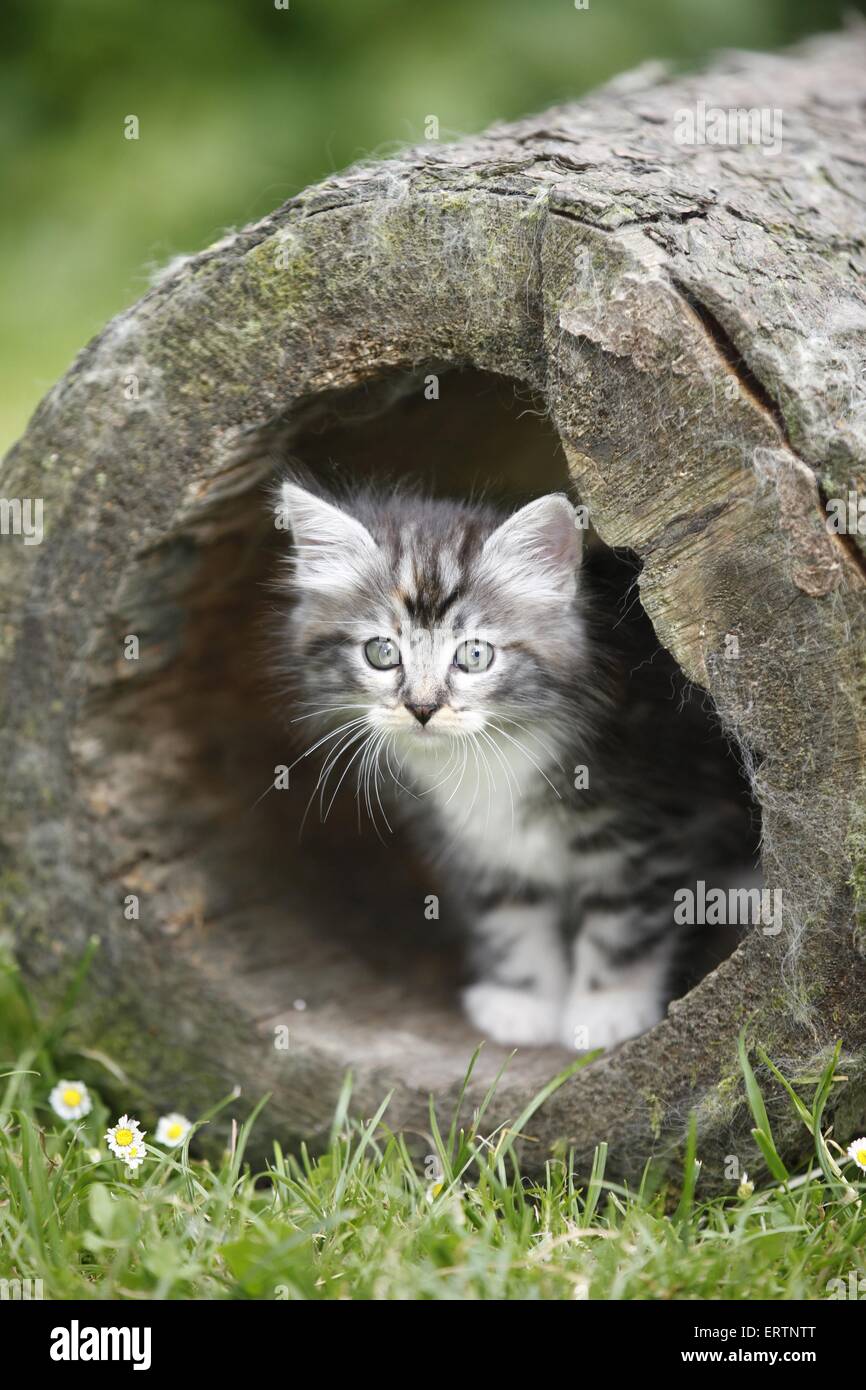 norwegian forest kitten Stock Photo - Alamy