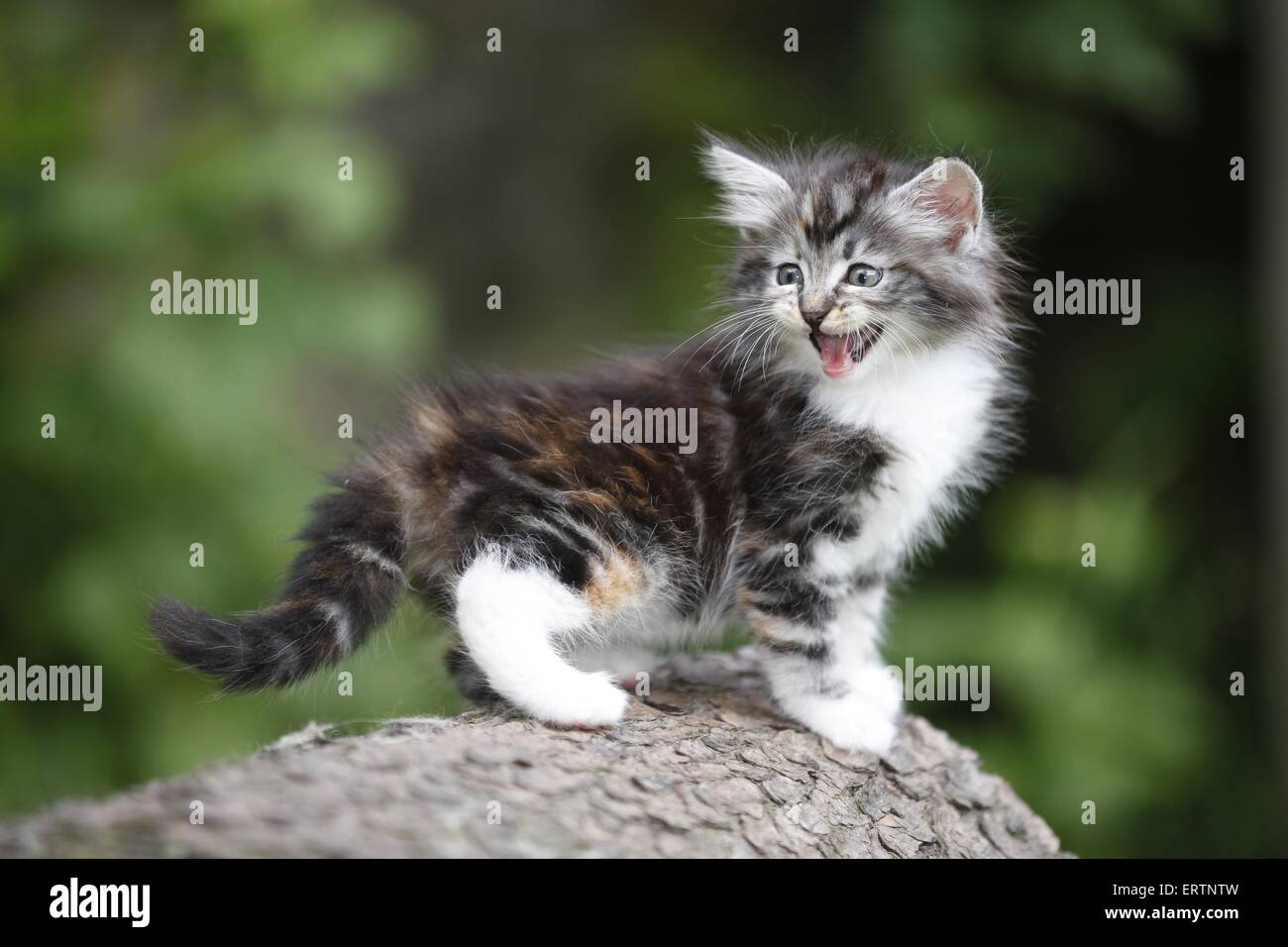 norwegian forest kitten Stock Photo - Alamy