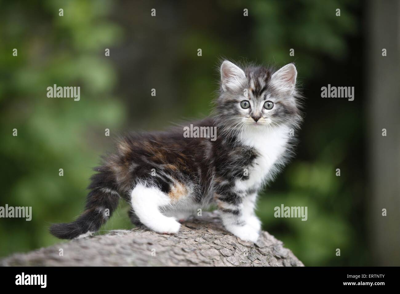 norwegian forest kitten Stock Photo - Alamy