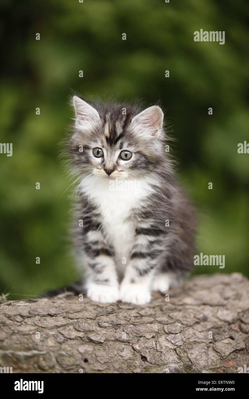 norwegian forest kitten Stock Photo - Alamy