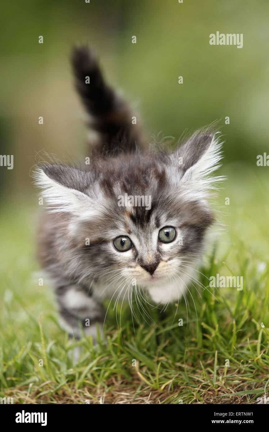 norwegian forest kitten Stock Photo - Alamy