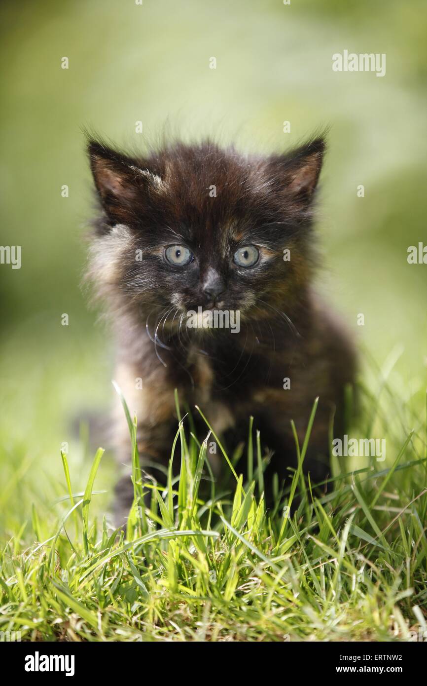 norwegian forest kitten Stock Photo - Alamy