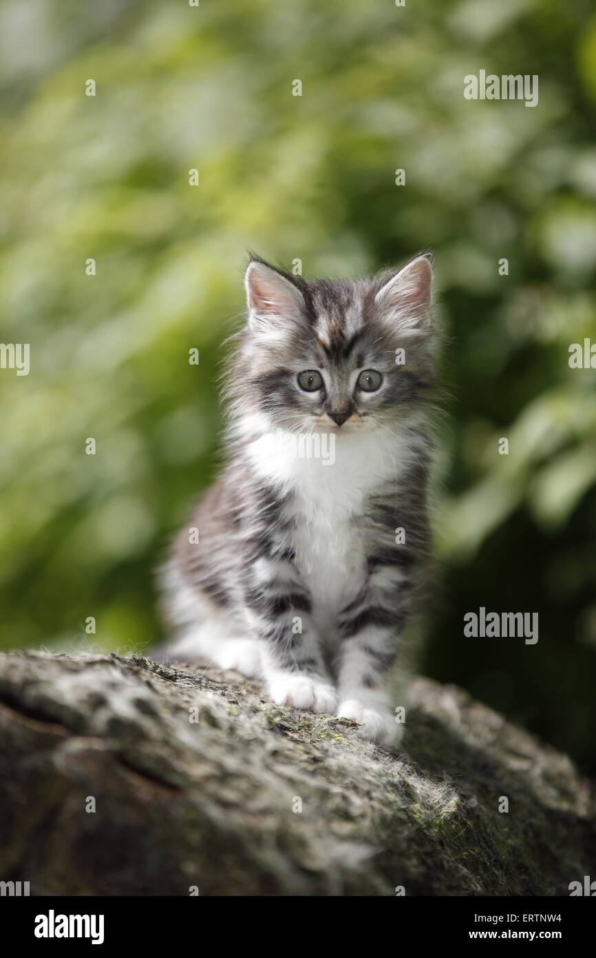 norwegian forest kitten Stock Photo - Alamy