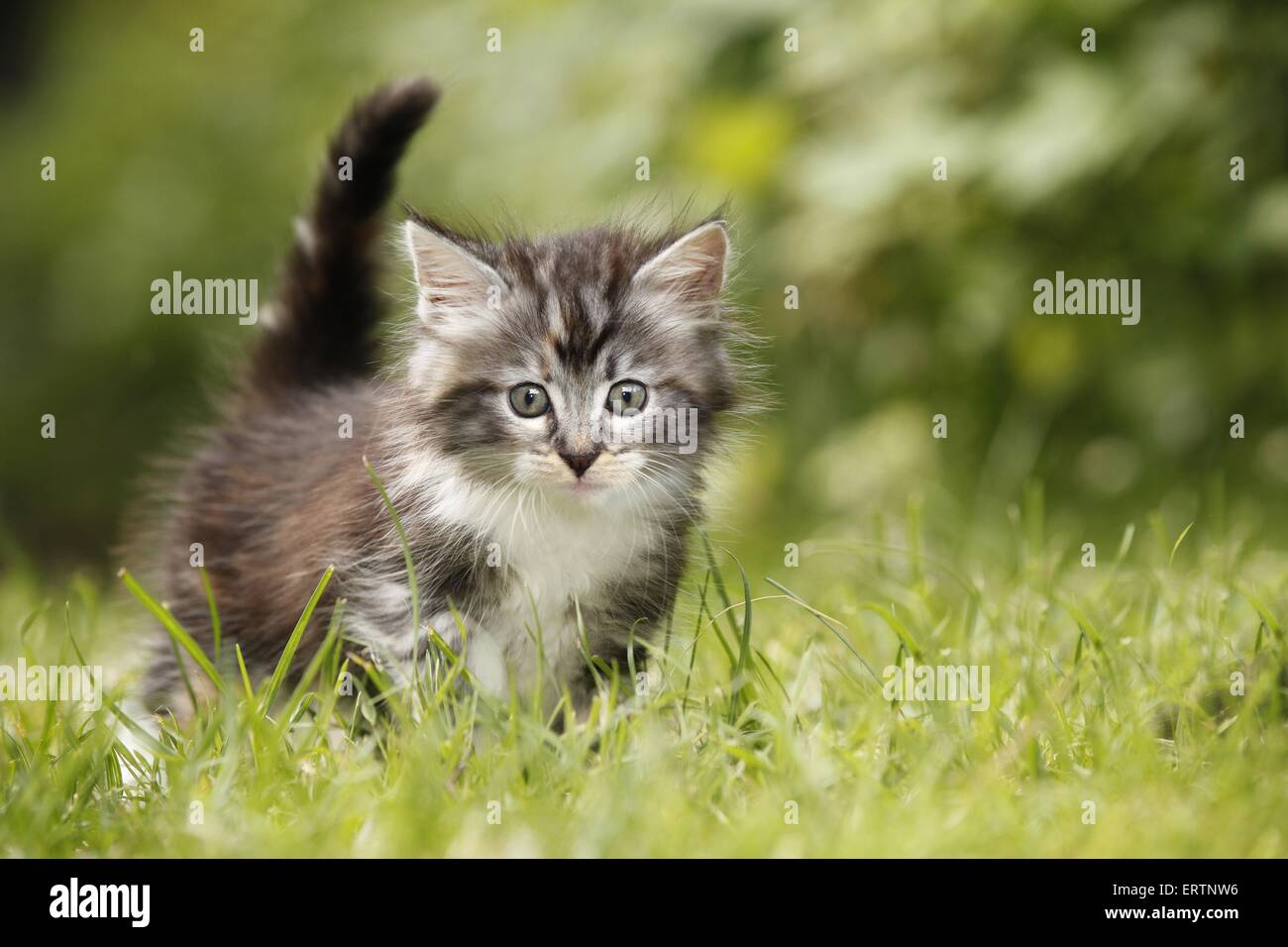 norwegian forest kitten Stock Photo - Alamy
