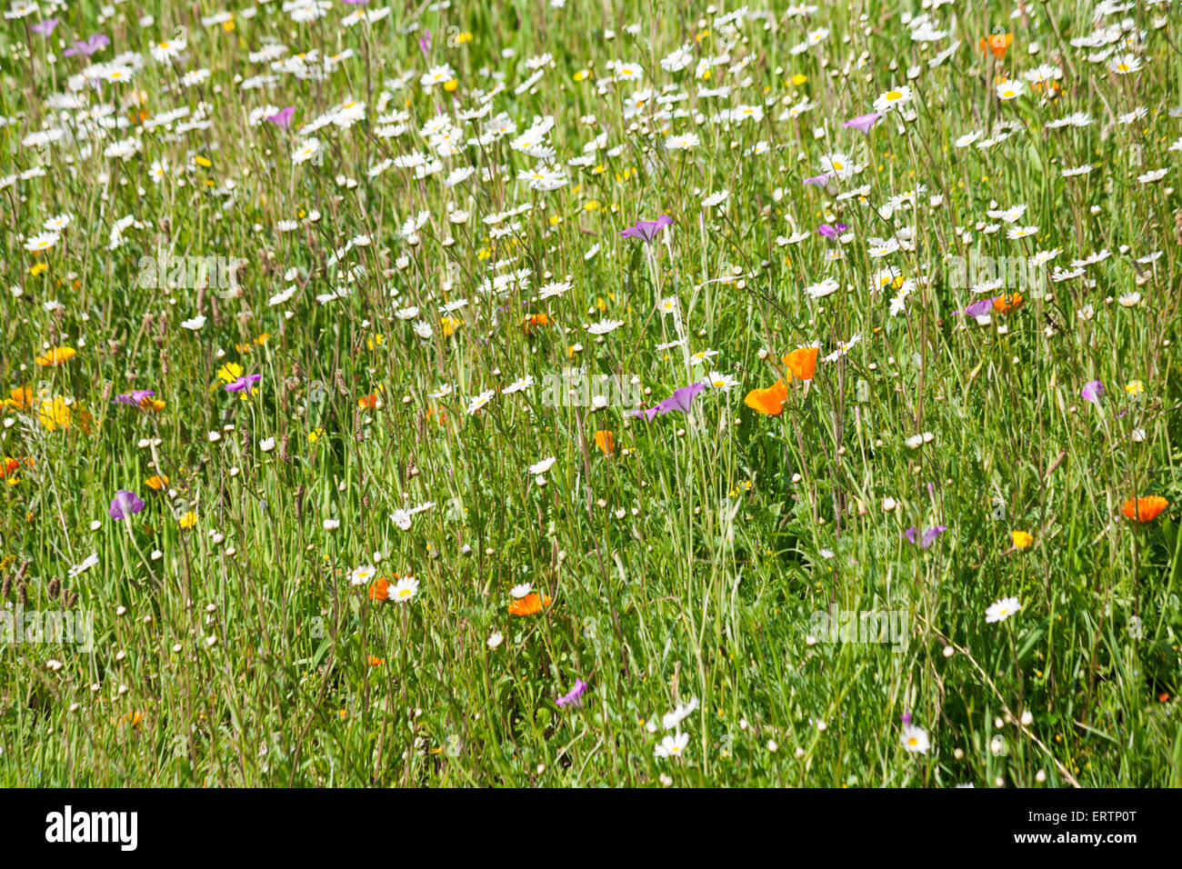 Wild flowers at Alum Chine, Bournemouth in June Stock Photo - Alamy