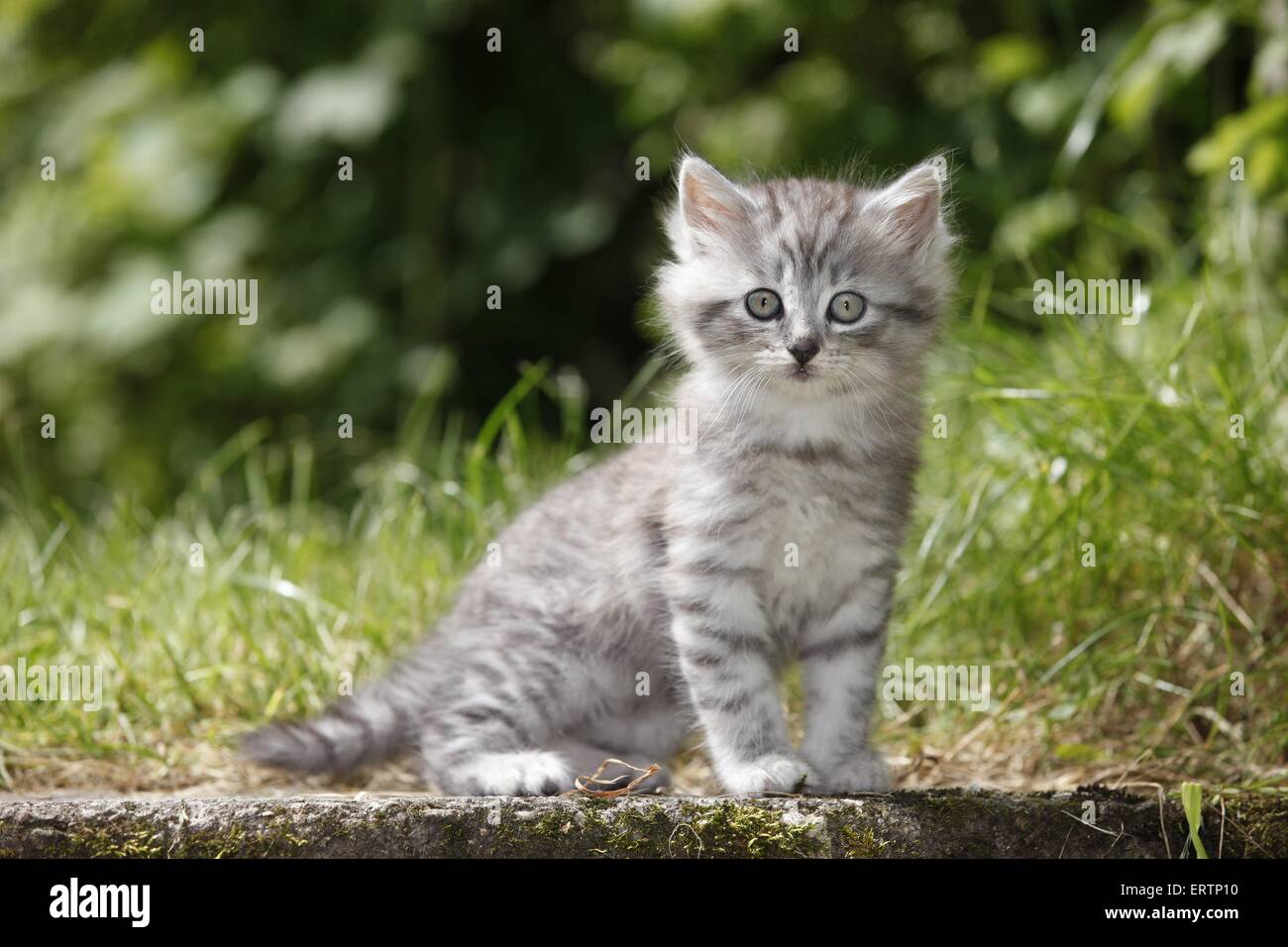 norwegian forest kitten Stock Photo - Alamy