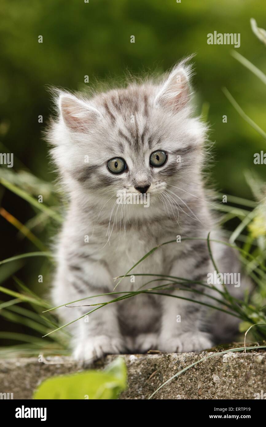 norwegian forest kitten Stock Photo - Alamy
