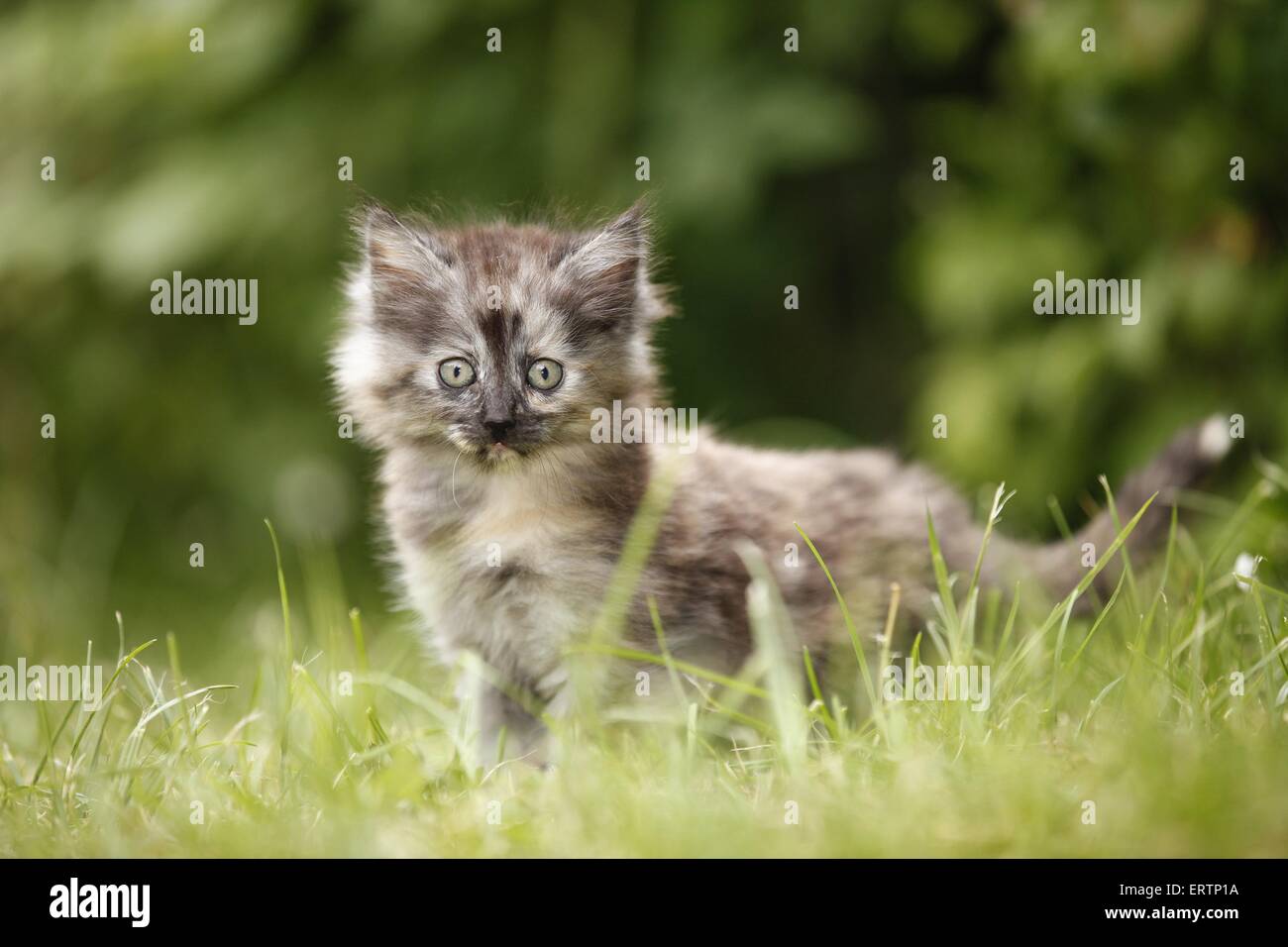 norwegian forest kitten Stock Photo - Alamy