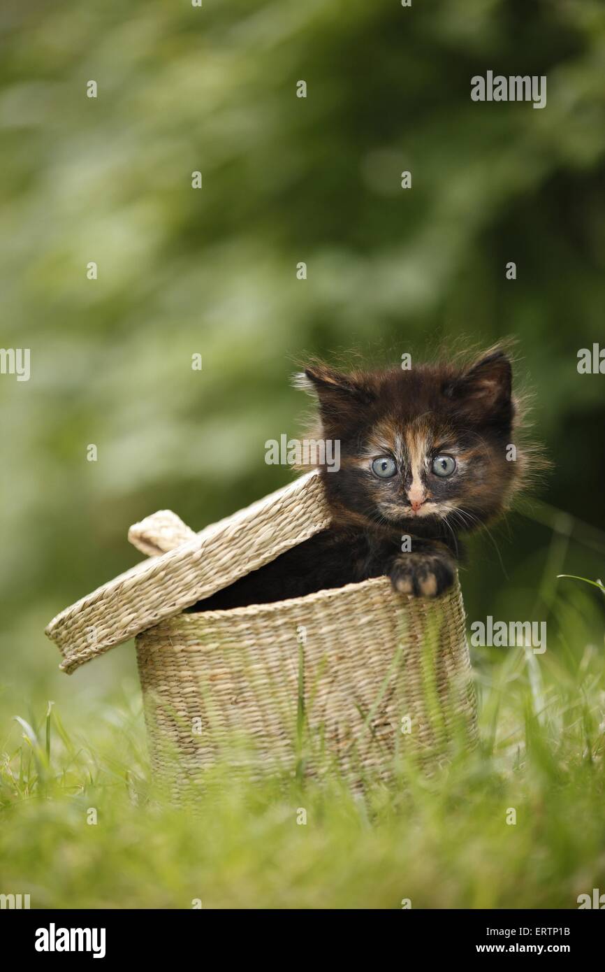 norwegian forest kitten Stock Photo - Alamy