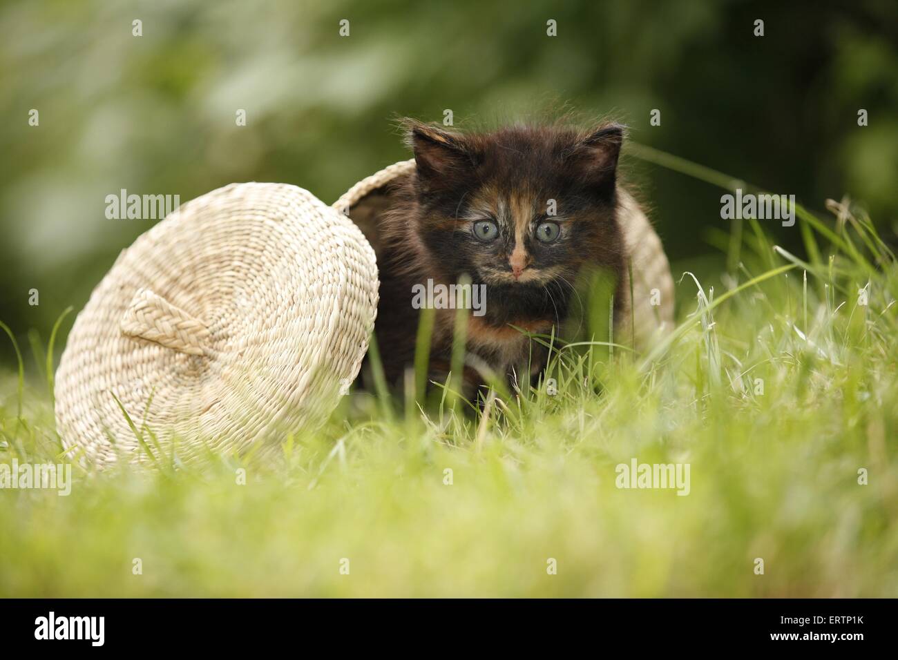 norwegian forest kitten Stock Photo - Alamy
