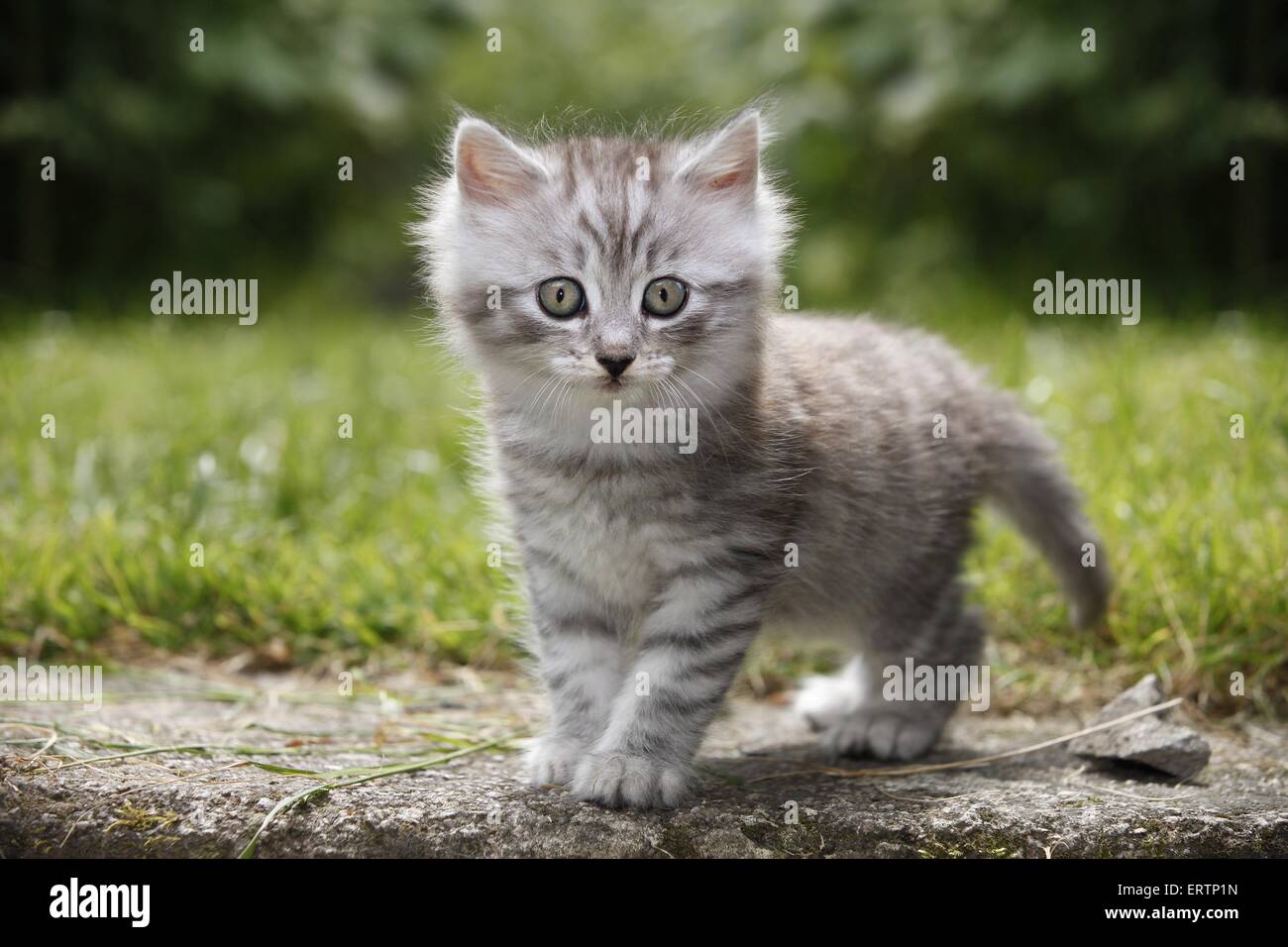 norwegian forest kitten Stock Photo - Alamy