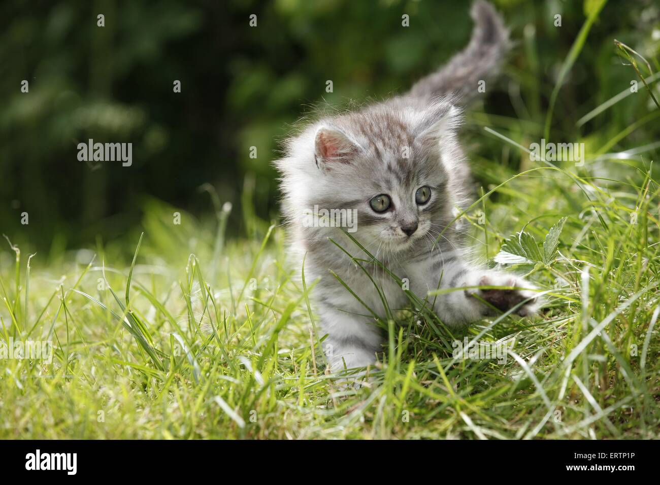 norwegian forest kitten Stock Photo - Alamy