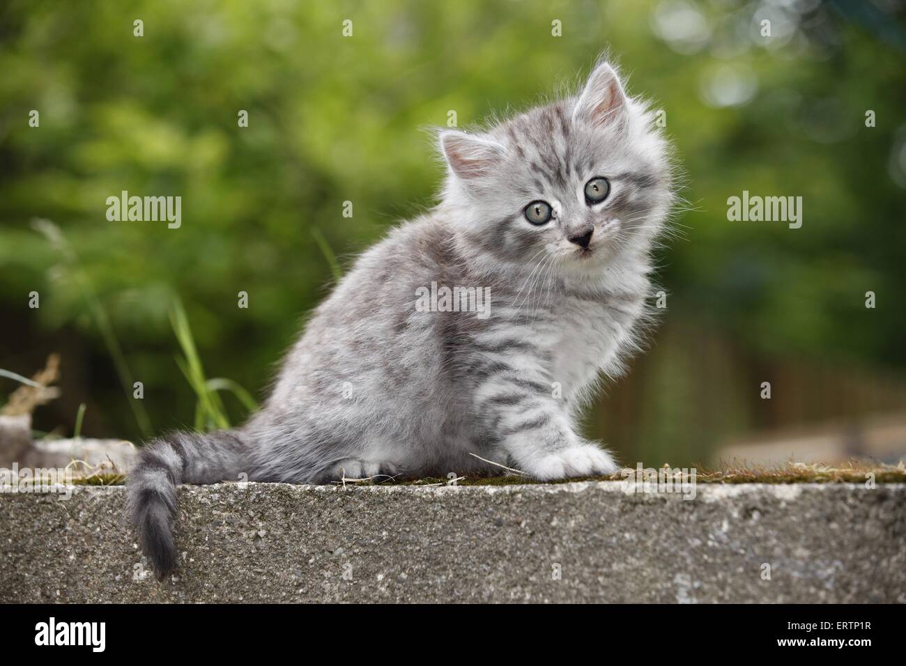 norwegian forest kitten Stock Photo - Alamy