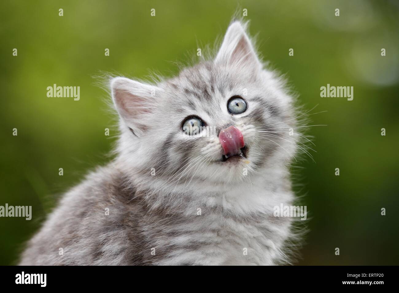 norwegian forest kitten Stock Photo - Alamy