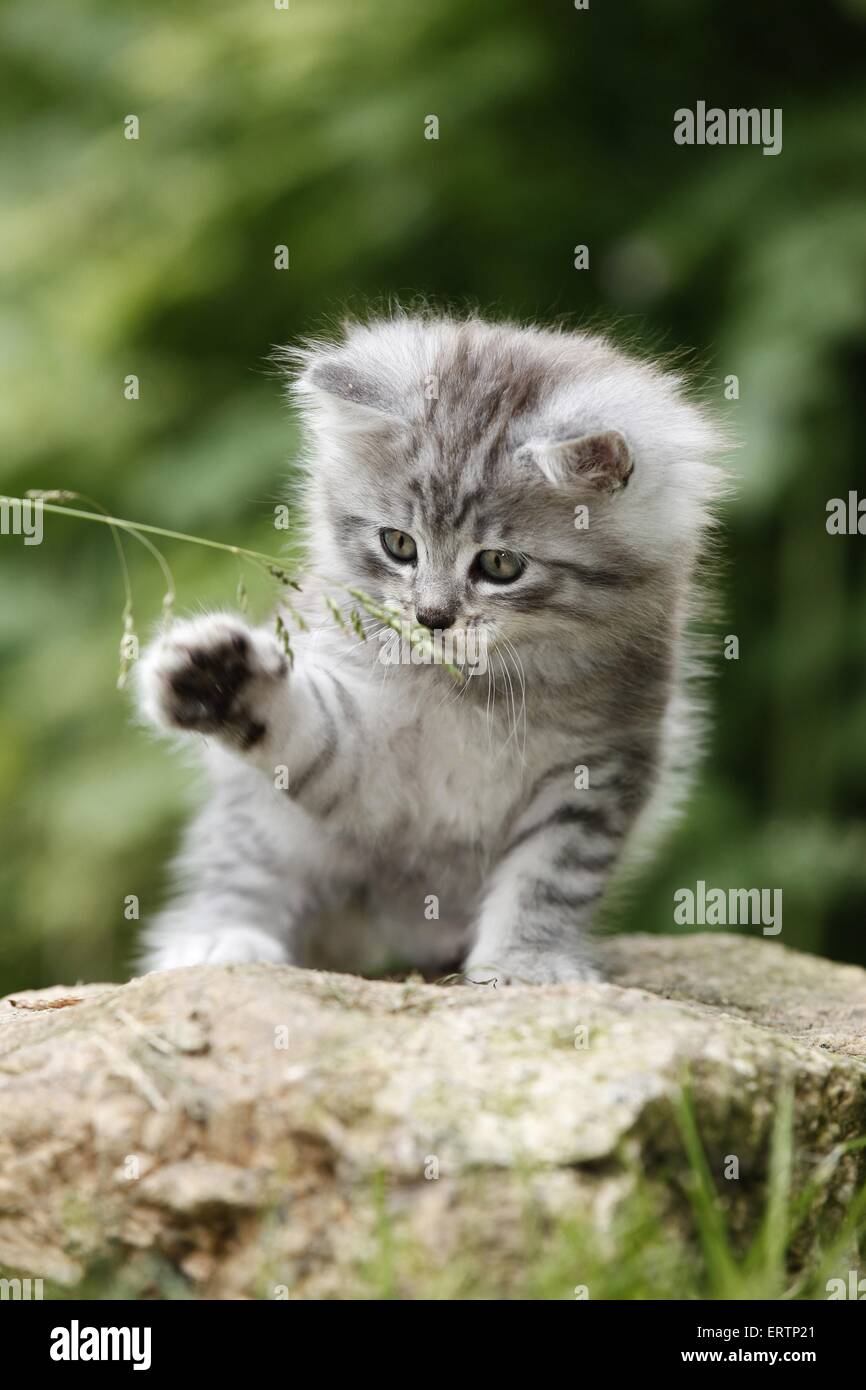 norwegian forest kitten Stock Photo - Alamy