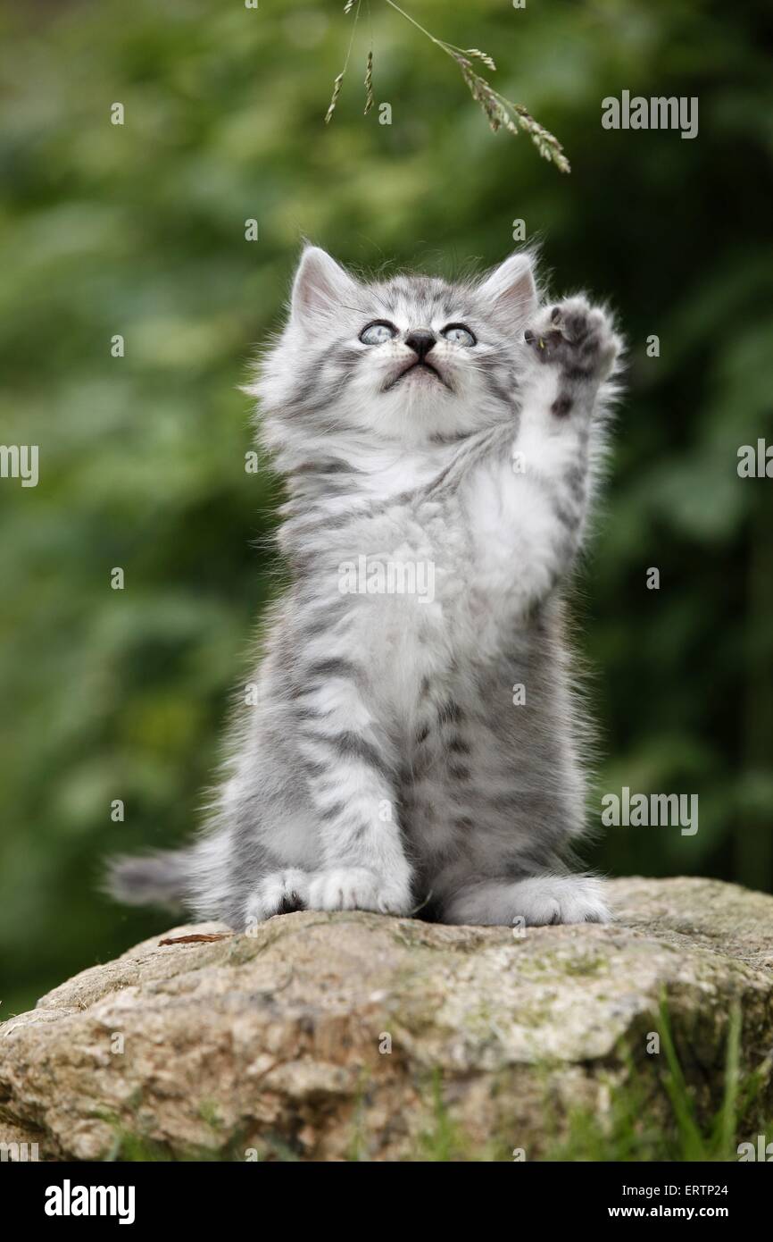 norwegian forest kitten Stock Photo - Alamy