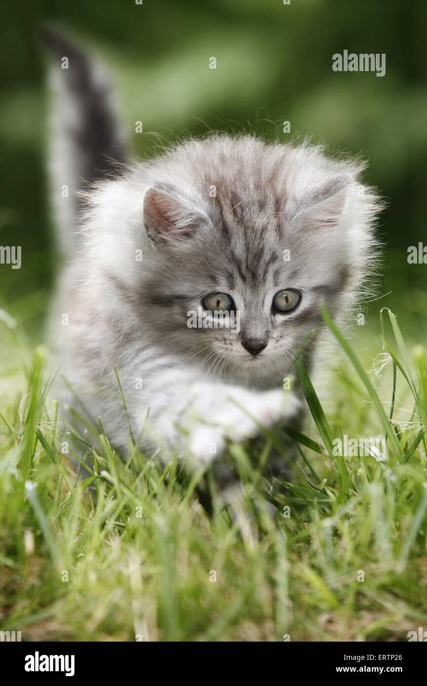 norwegian forest kitten Stock Photo - Alamy