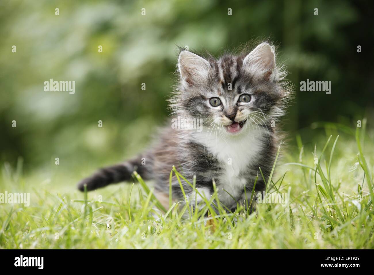 norwegian forest kitten Stock Photo - Alamy