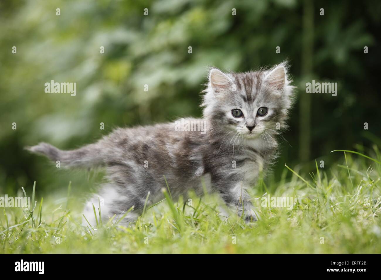 norwegian forest kitten Stock Photo - Alamy